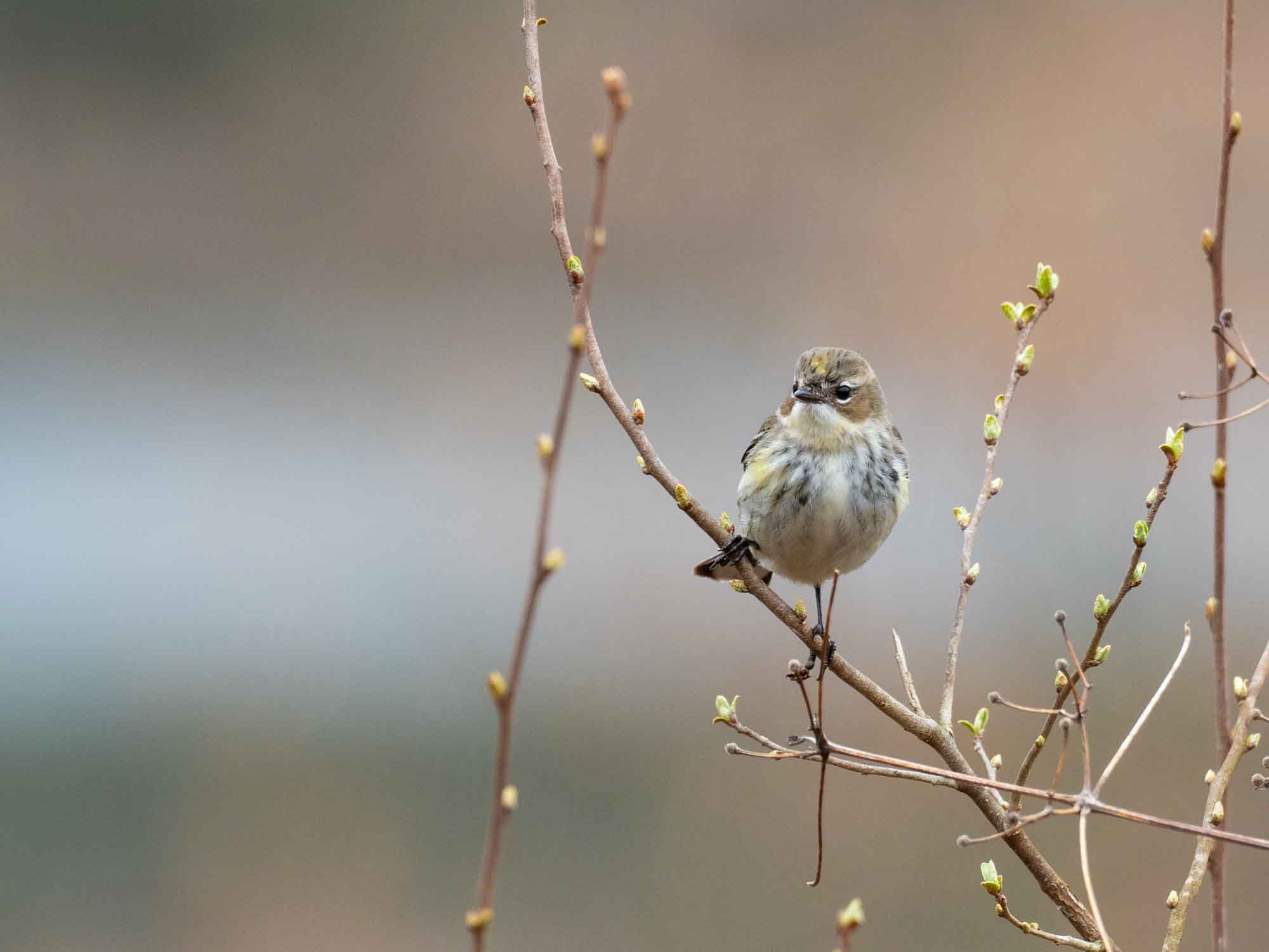 Lancaster Christmas Bird Count - Lancaster County Bird Club
