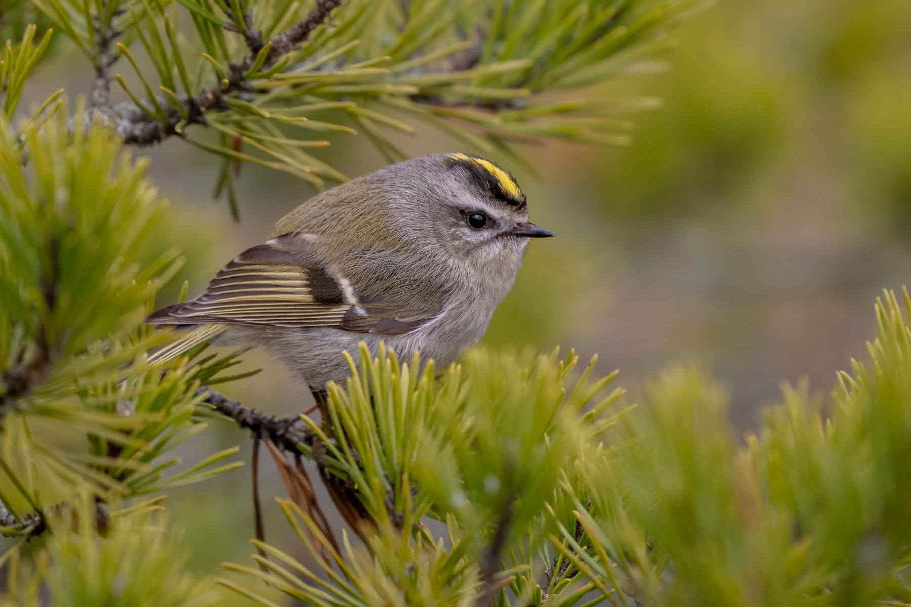 Home - Lancaster County Bird Club