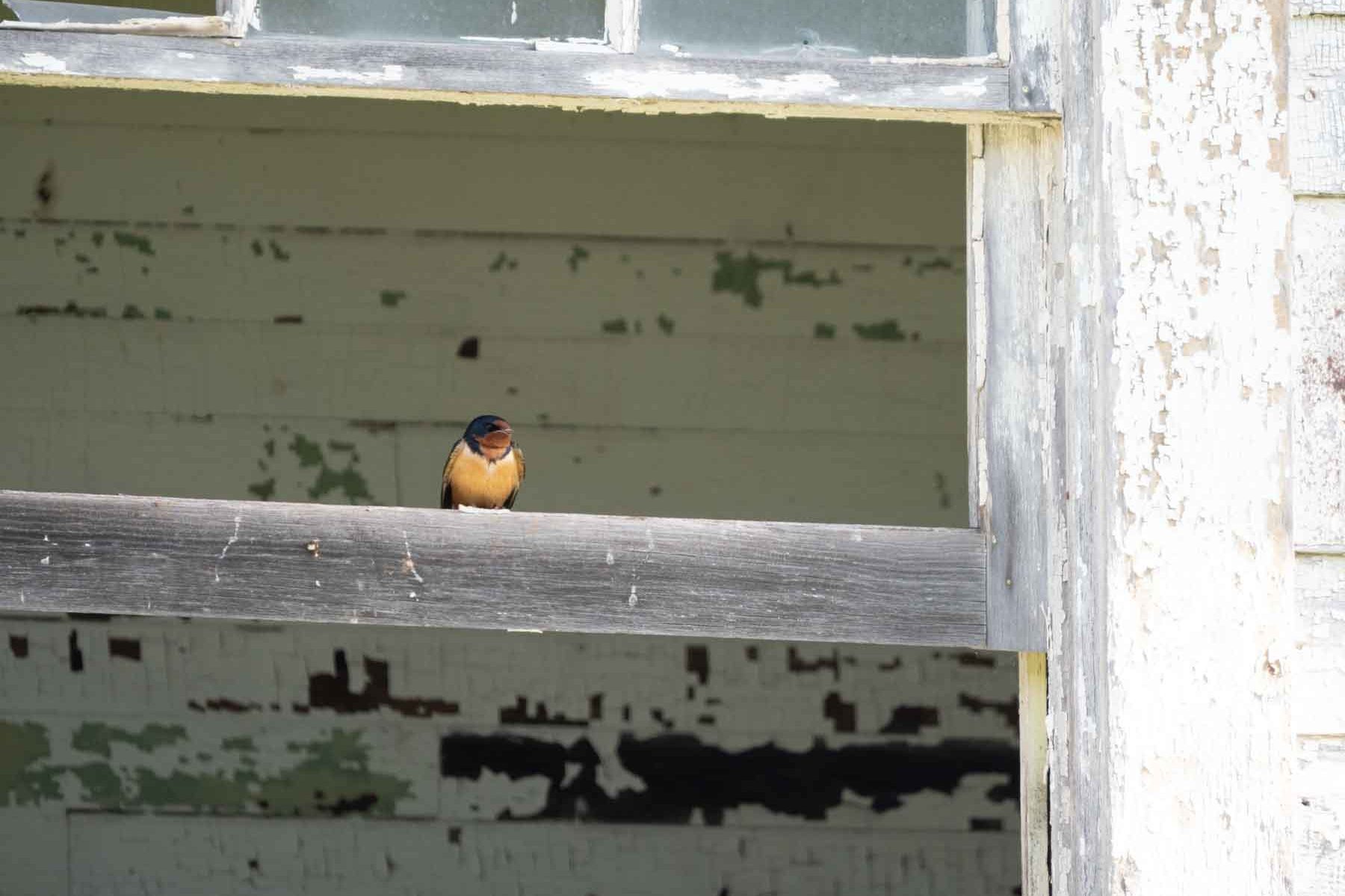 Helpful Links - Lancaster County Bird Club