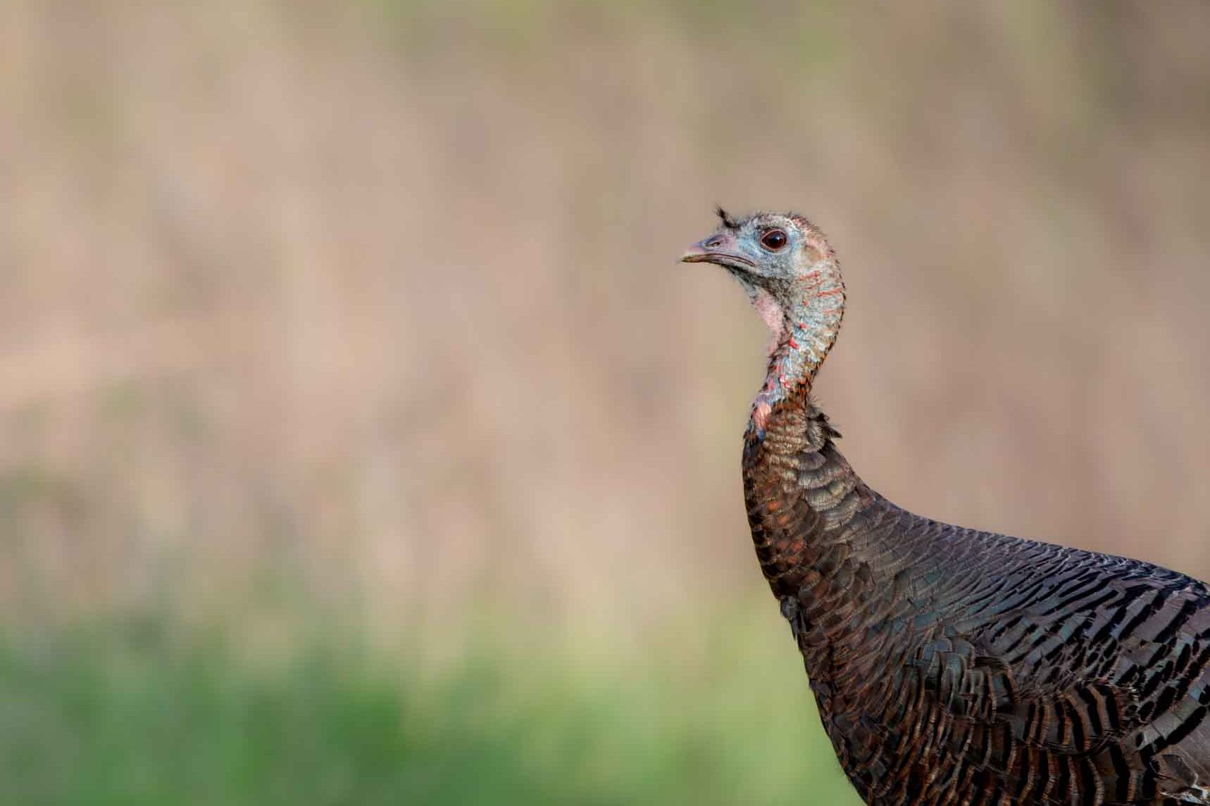 Home - Lancaster County Bird Club