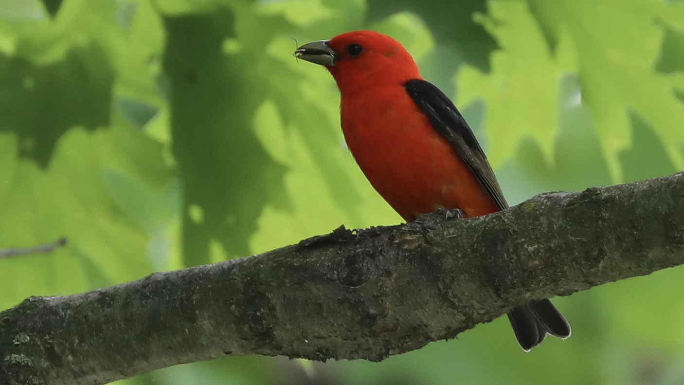Millport Conservancy Field Trip - Lancaster County Bird Club