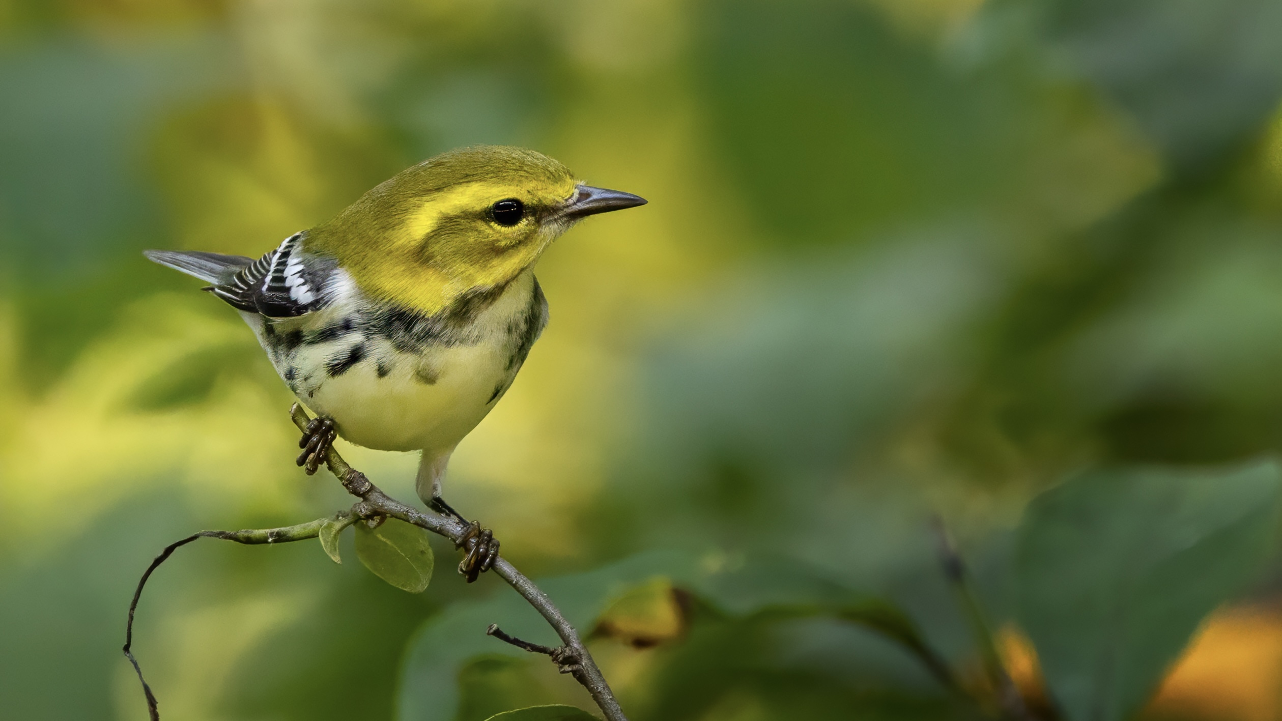 Middle Creek WMA Warbler Walk - Lancaster County Bird Club