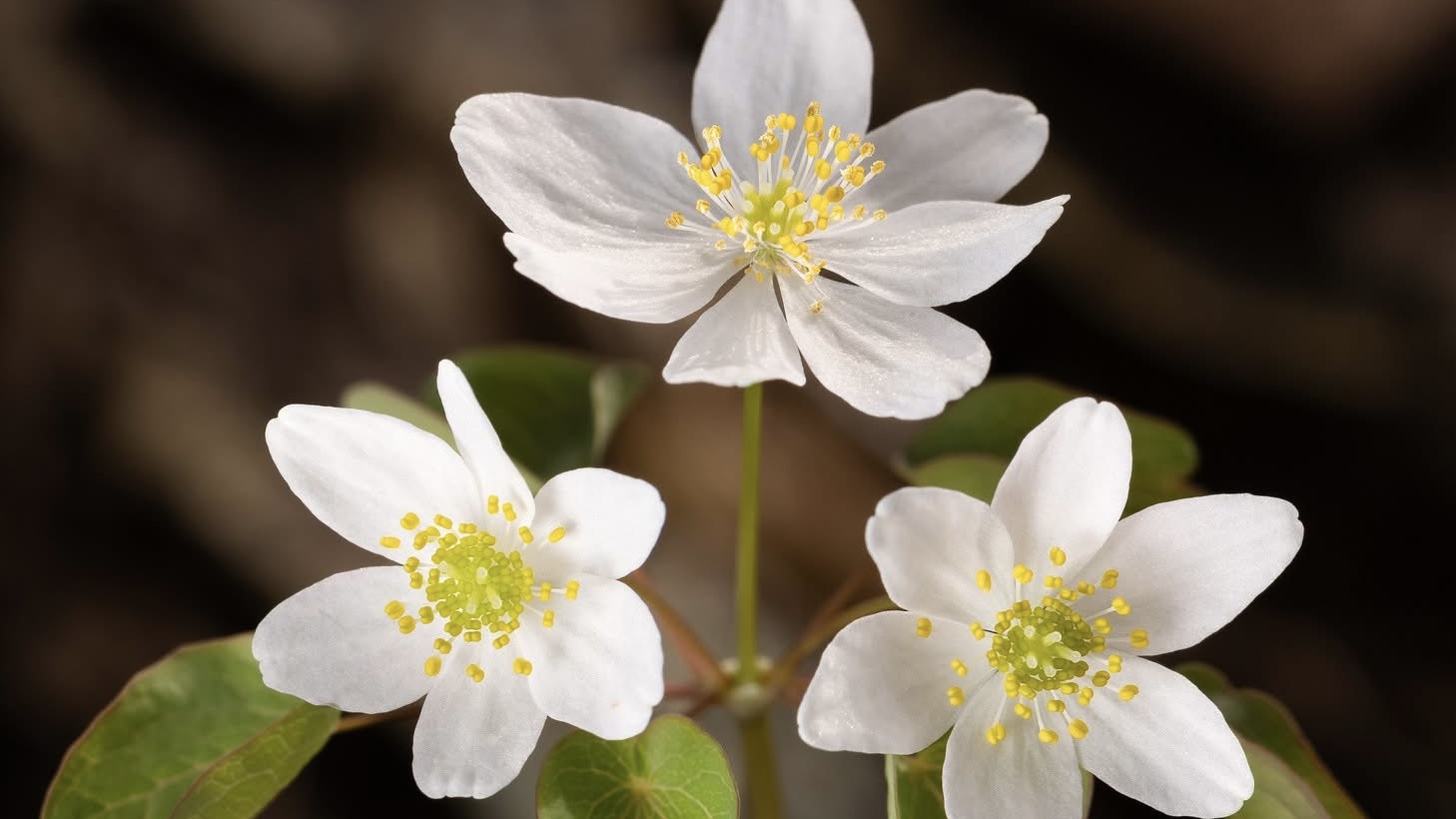 Shenk's Ferry Wildflower Preserve Field Trip - Lancaster County Bird Club