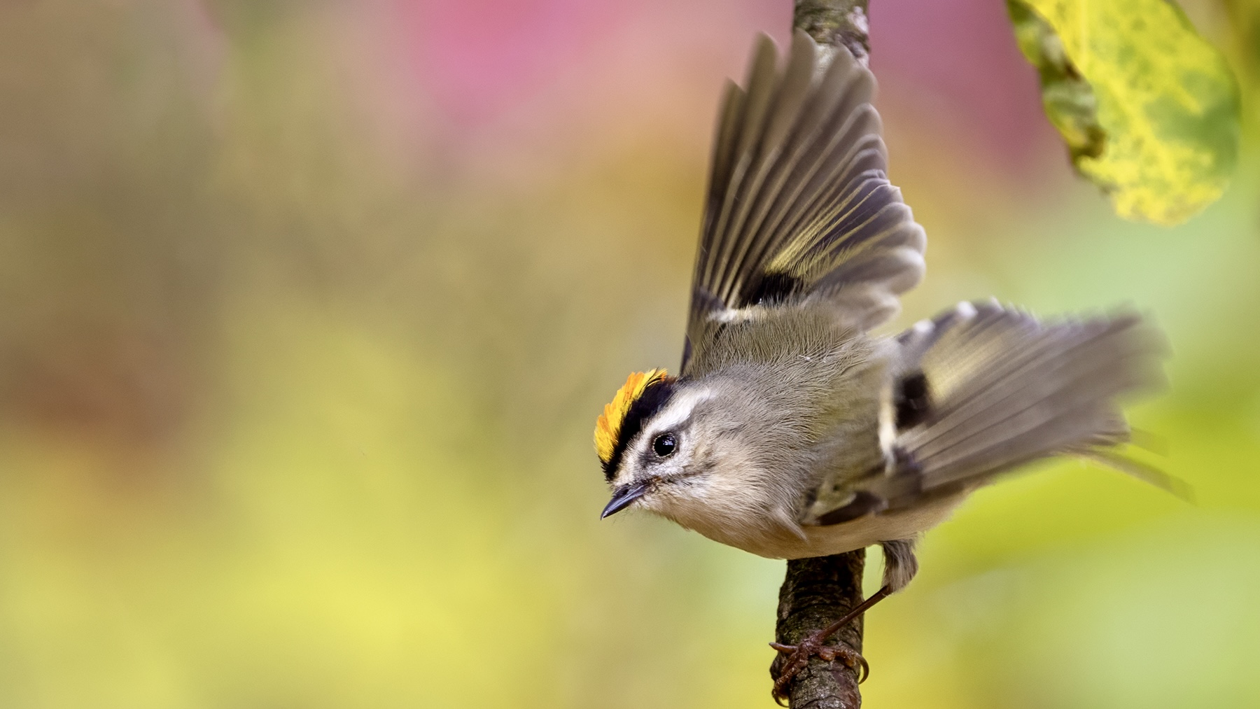 Pumping Station Road Field Trip - Lancaster County Bird Club